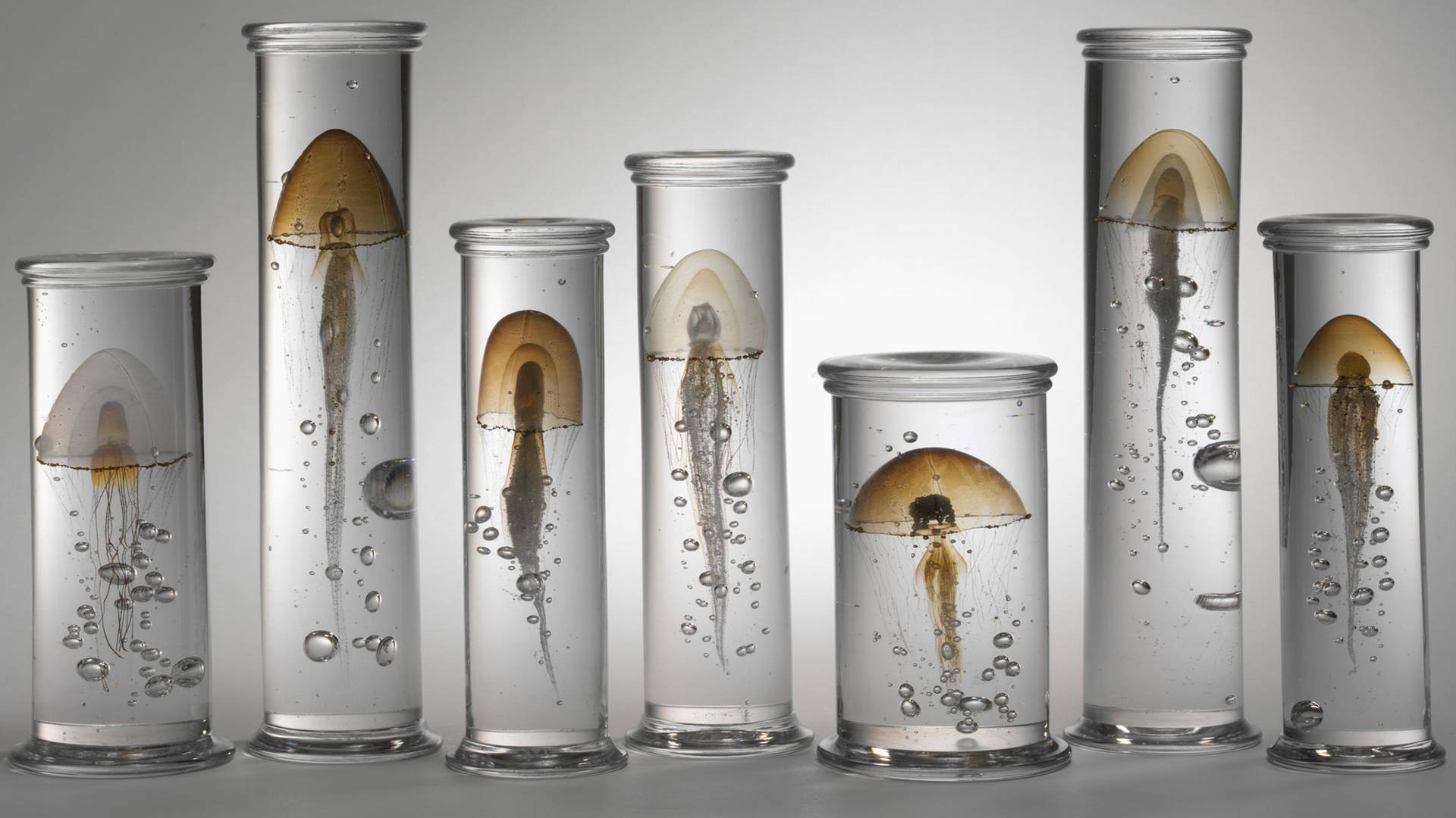 Glass – Explore the Collections · V&A