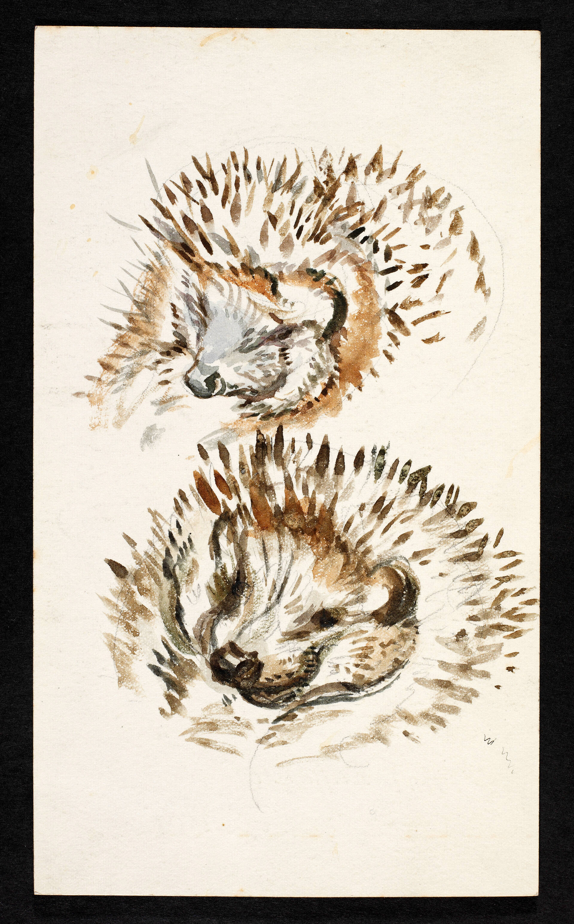 Beatrix Potter: Drawn to Nature - Exhibition at South Kensington · V&A