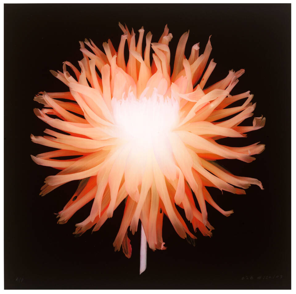 Cameraless photography · V&A