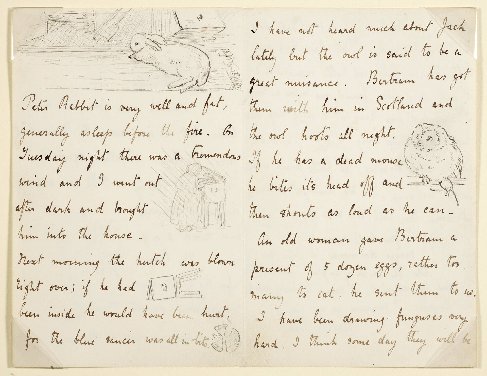 Beatrix Potter: Drawn to Nature - Exhibition at South Kensington · V&A