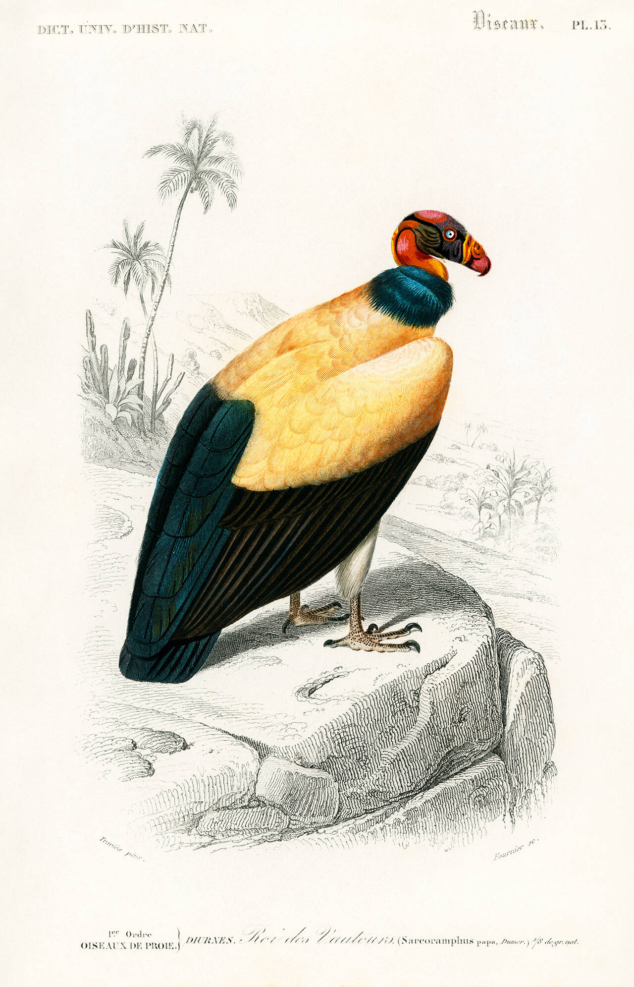 Meissen's King Vulture · V&A