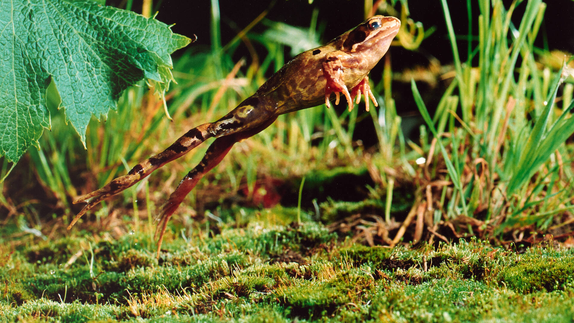 100 years of nature photography · V&A